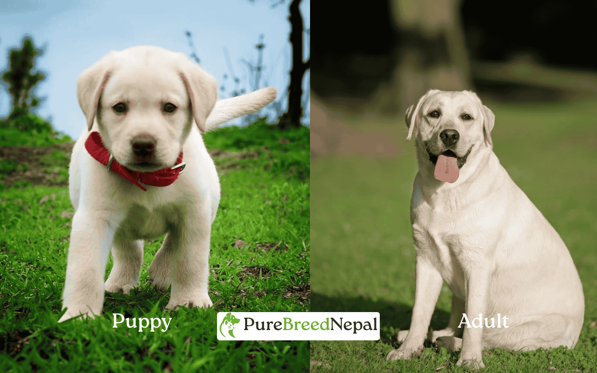 Labrador Retriever in Nepal - Complete Guide | Pure Breed Nepal